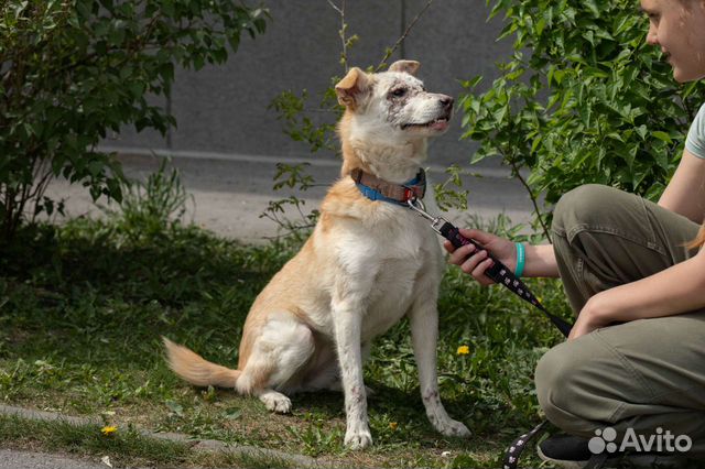 Собака девочка Лэсси в добрые руки
