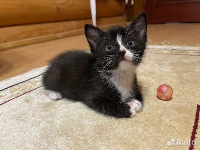 Котёнок в Добрый Руки