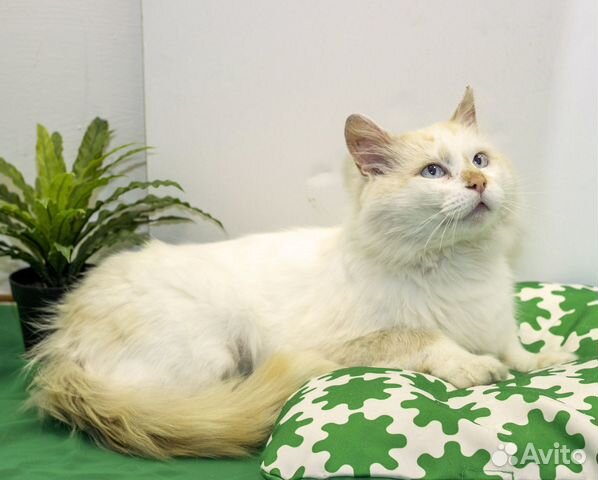 Голубоглазый рыжий а-ля таец в поисках дома