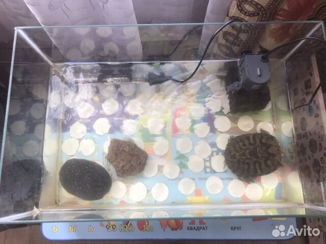 Продам аквариум с оборудованием и черепашкой