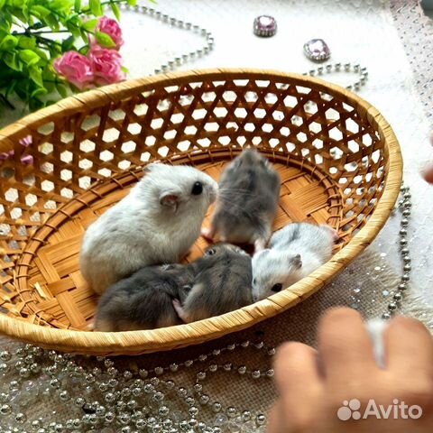 Джунгарские хомячки