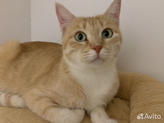 Красотка Яся ищет Дом