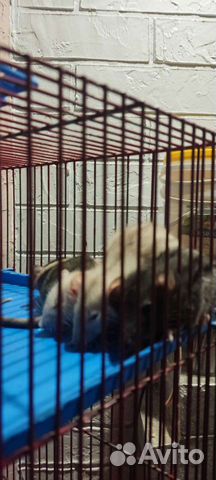 Крыски дамбо