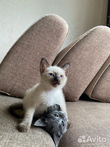 Сиамские котята