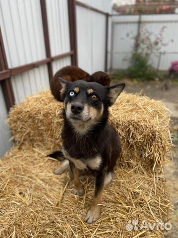 Собака в добрые руки