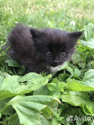 Котенок в добрые руки