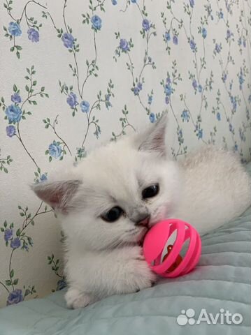 Котенок британская серебристая шиншилла