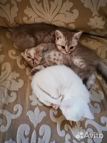 Чистокровные шотланские котята