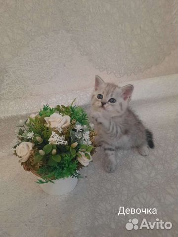 Британская кошка