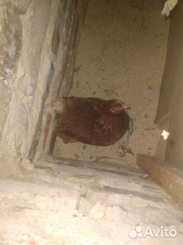 Курица - наседка