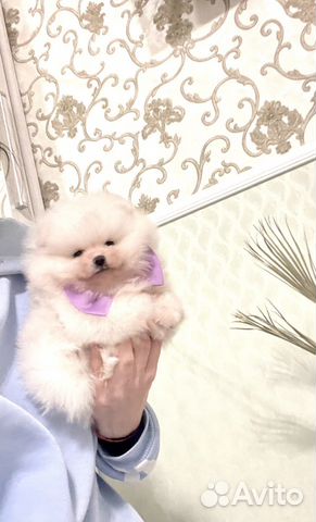 Маленький мишка