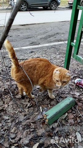 Котик