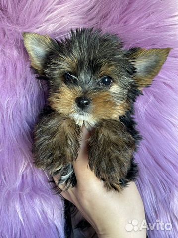 Йоркширский терьер мальчик