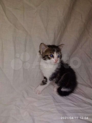 Кошки в добрые руки бесплатно