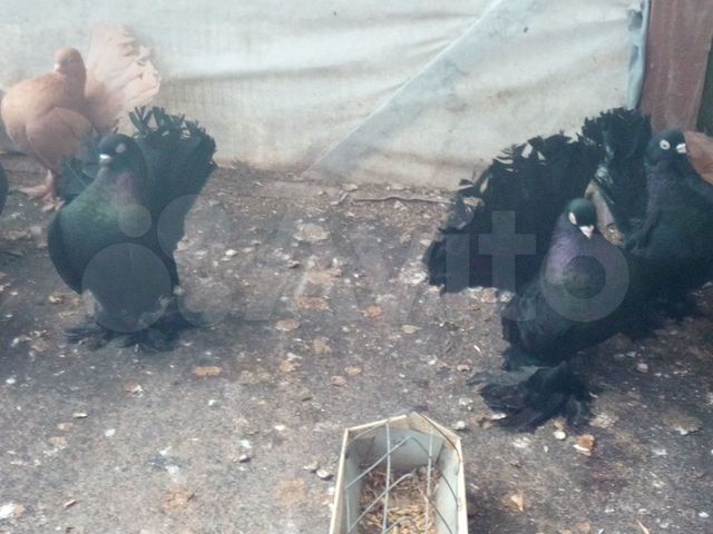 Статные голуби