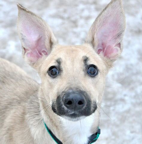 Собака Стеша в добрые руки