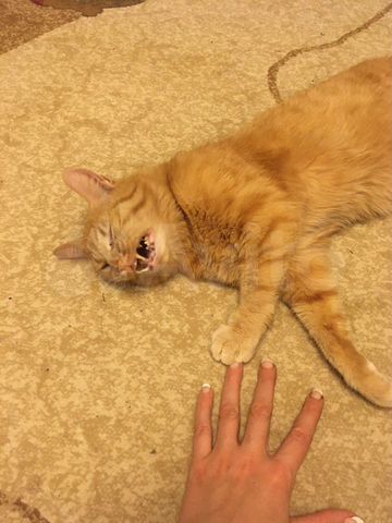 Продам кота