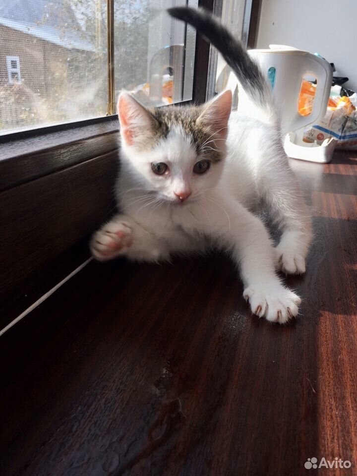 Крошечная Полли ищет дом и самых лучших родителей