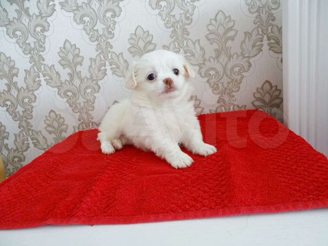 Белоснежки чихуахуа