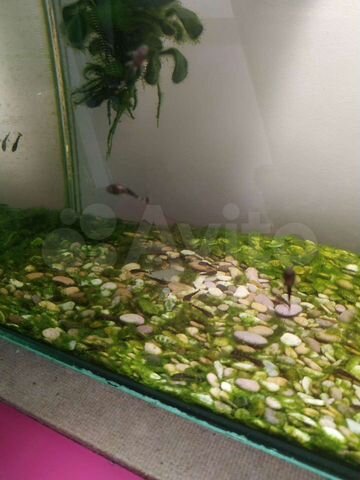 Аквариумные рыбки