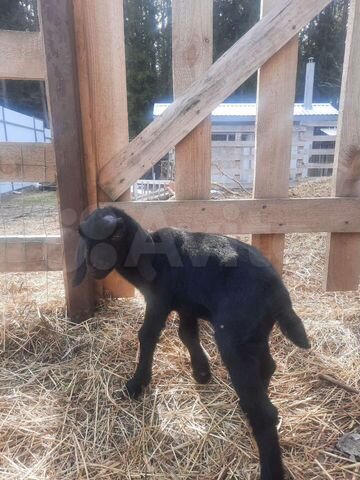 85 процентный нубийский козлик