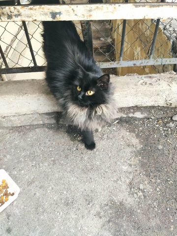 Кошка в дар