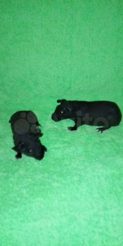 Морская свинка Скинни