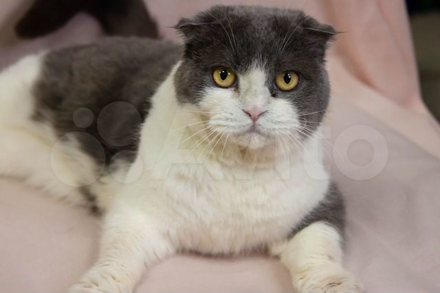 Кошка Жоржетта, 6 лет