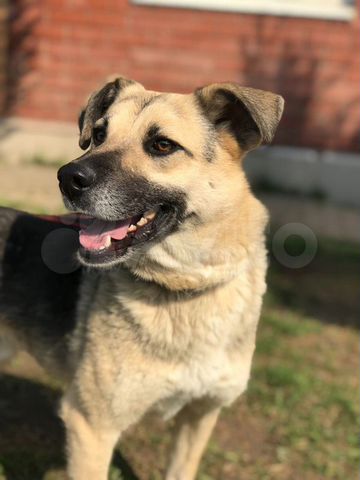 Собака в дар