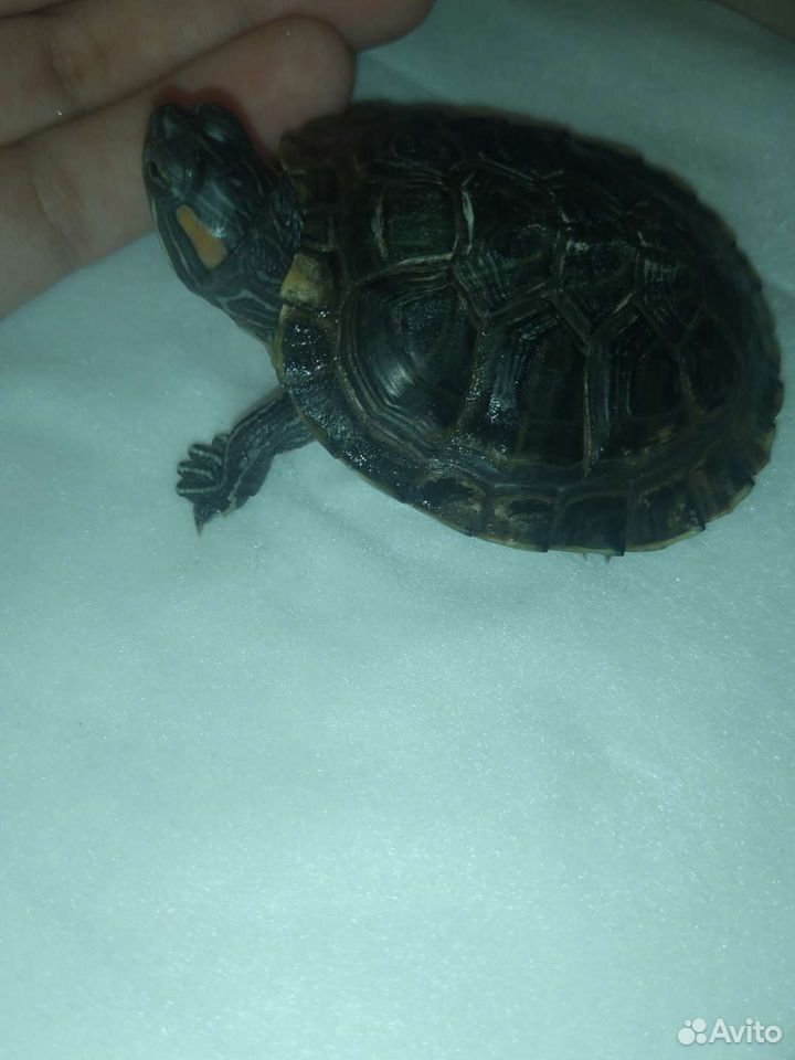 Красноухая черепаха