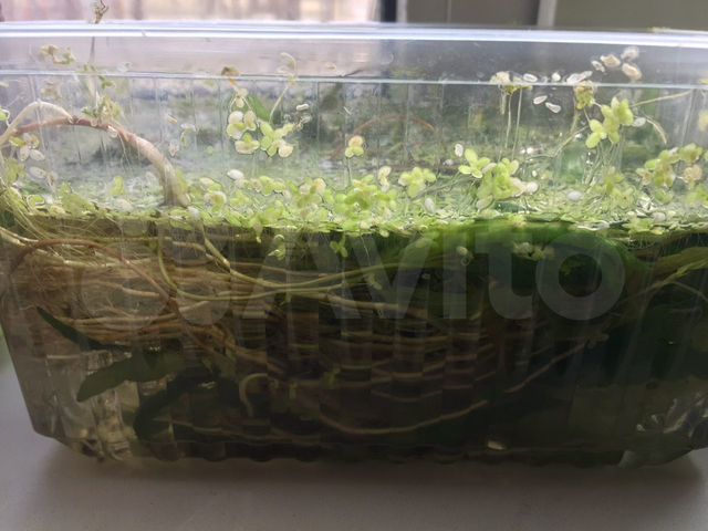 Криптокарина и ряска