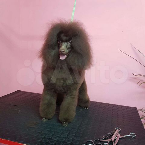 Шоколадный жених