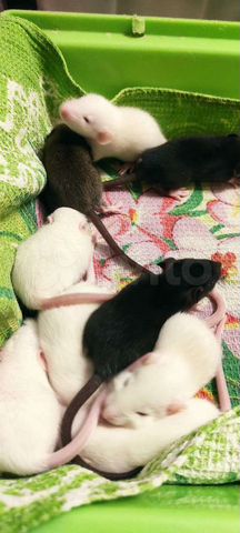 Крысята дамбо