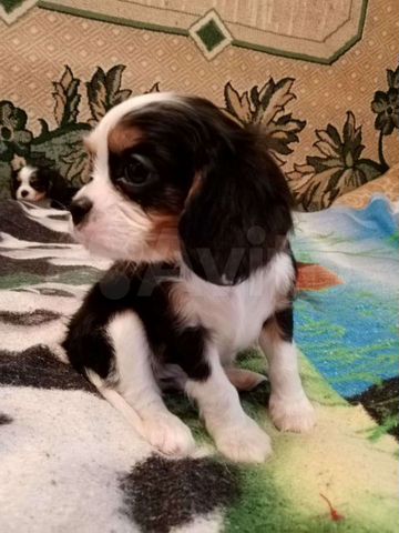 Кинг чарльз спаниель