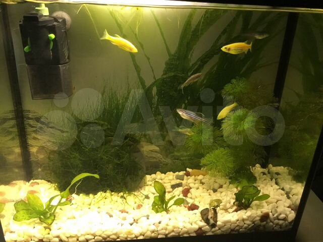 Отдам данио