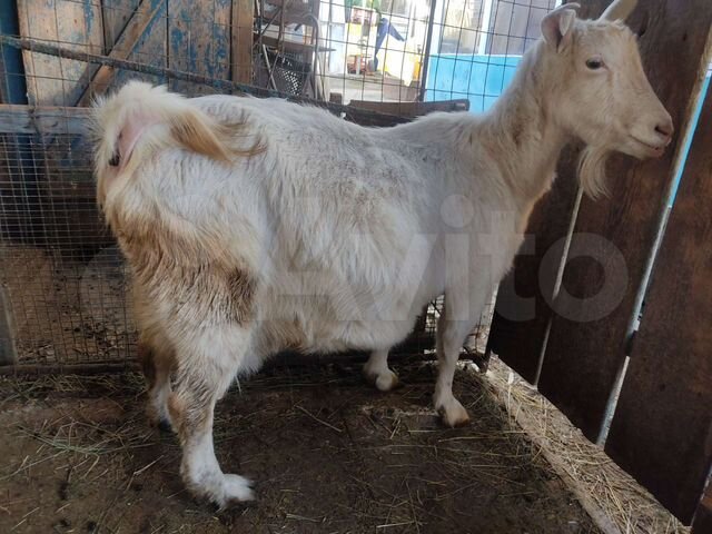 Коза дойная