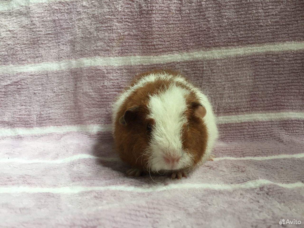 Морская свинка американский тедди девочка
