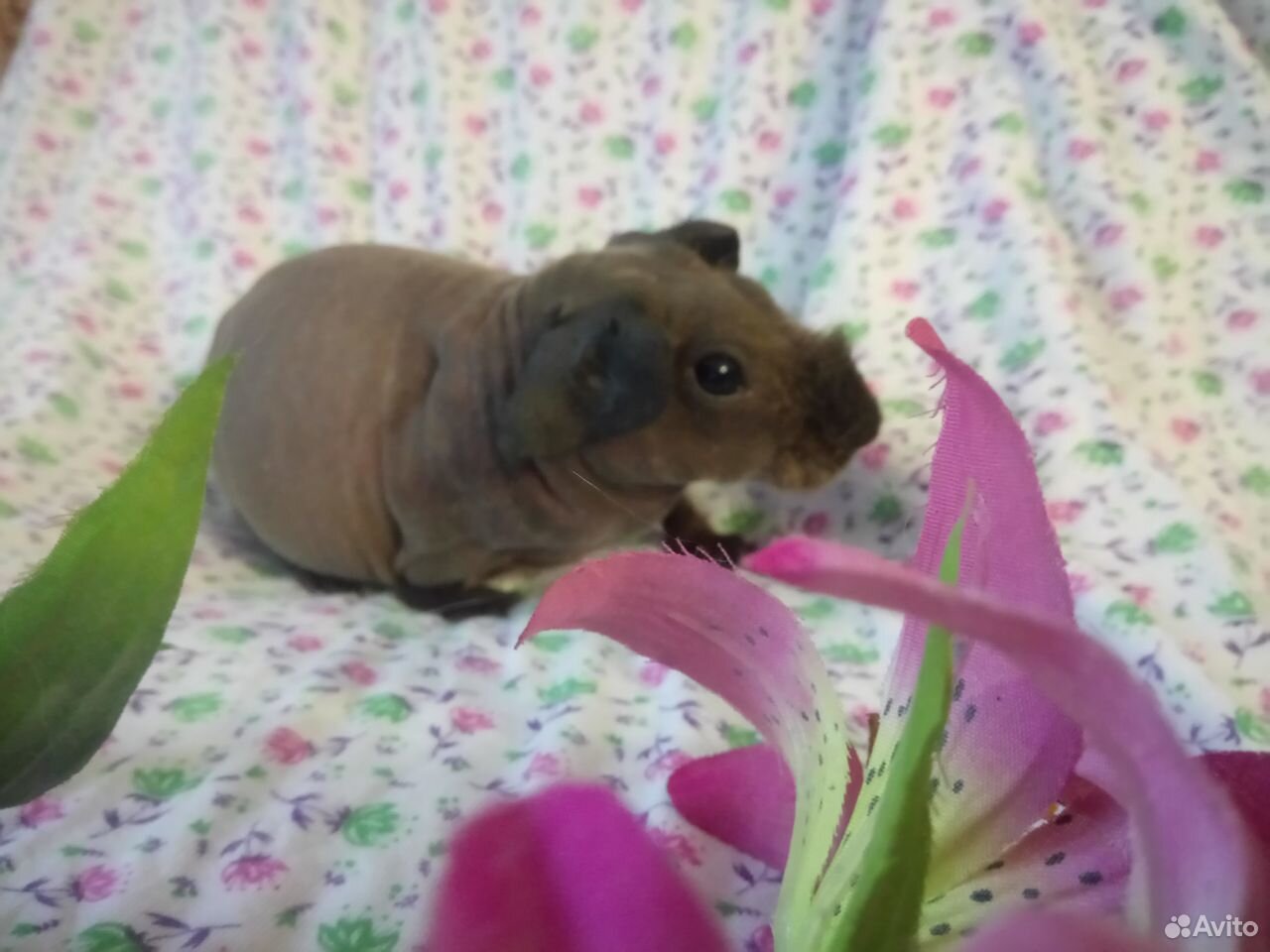Морская свинка скинни самочка