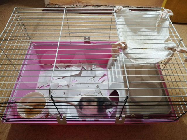 Ручная крыса