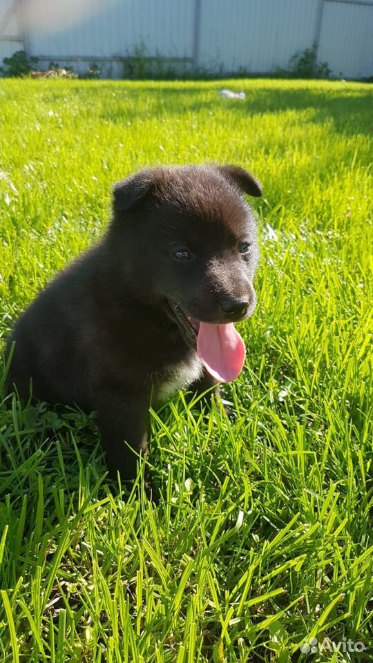 Щенки немецкой овчарки