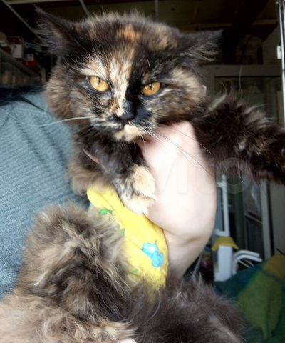 Кошечка трехцветочка ищет дом