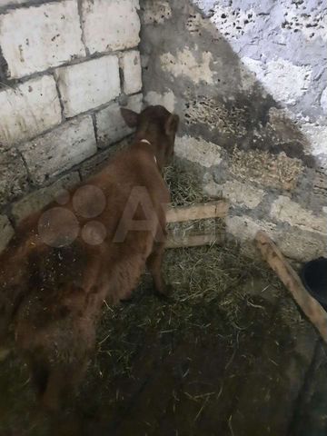 Телята бычки