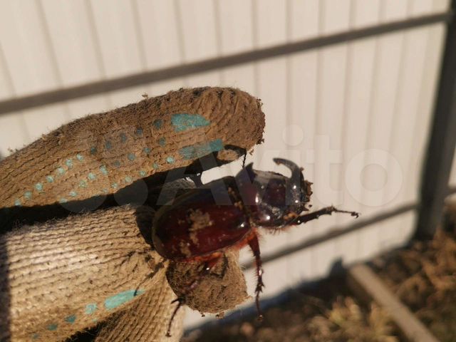 Жук-носорог