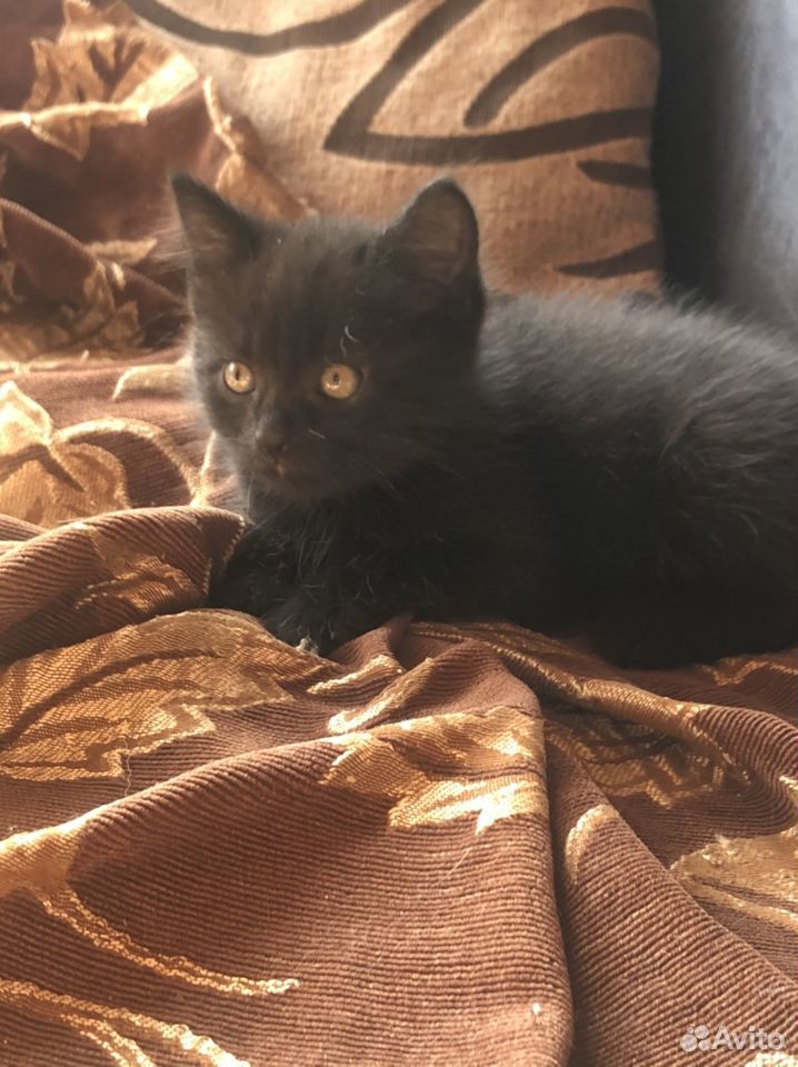 Котята