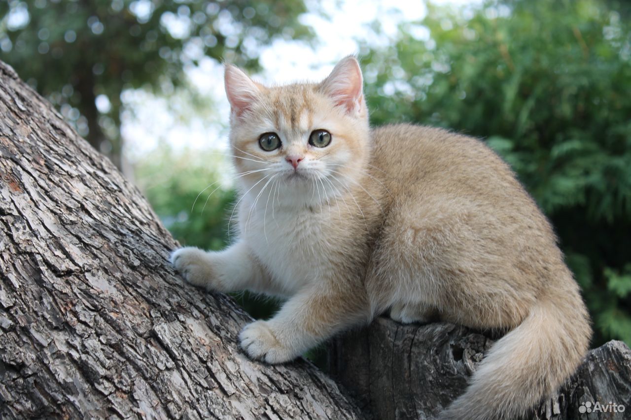 Золотая кошечка
