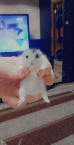 Джунгарский хомяк