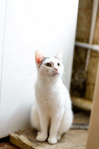 Молоденький котик Леопольд спасеныш