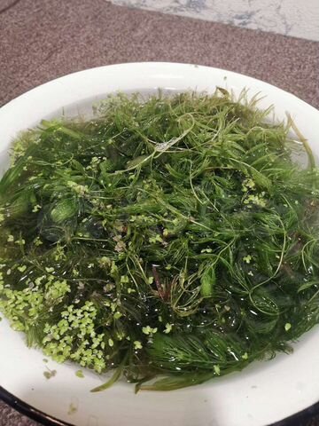 Аквариумные растения бесплатно