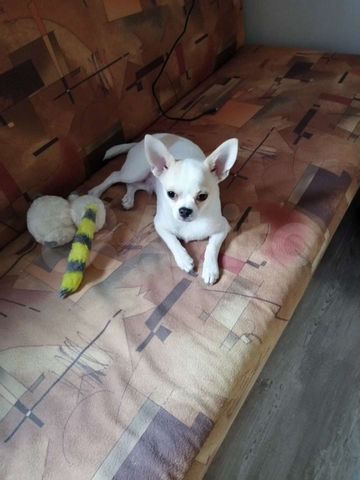 Вязка кобель чихуахуа