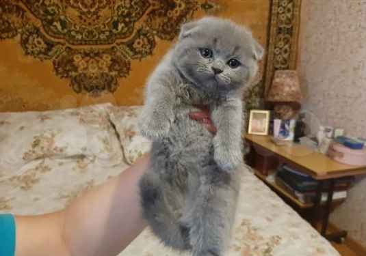 Котята голубые шотландцы